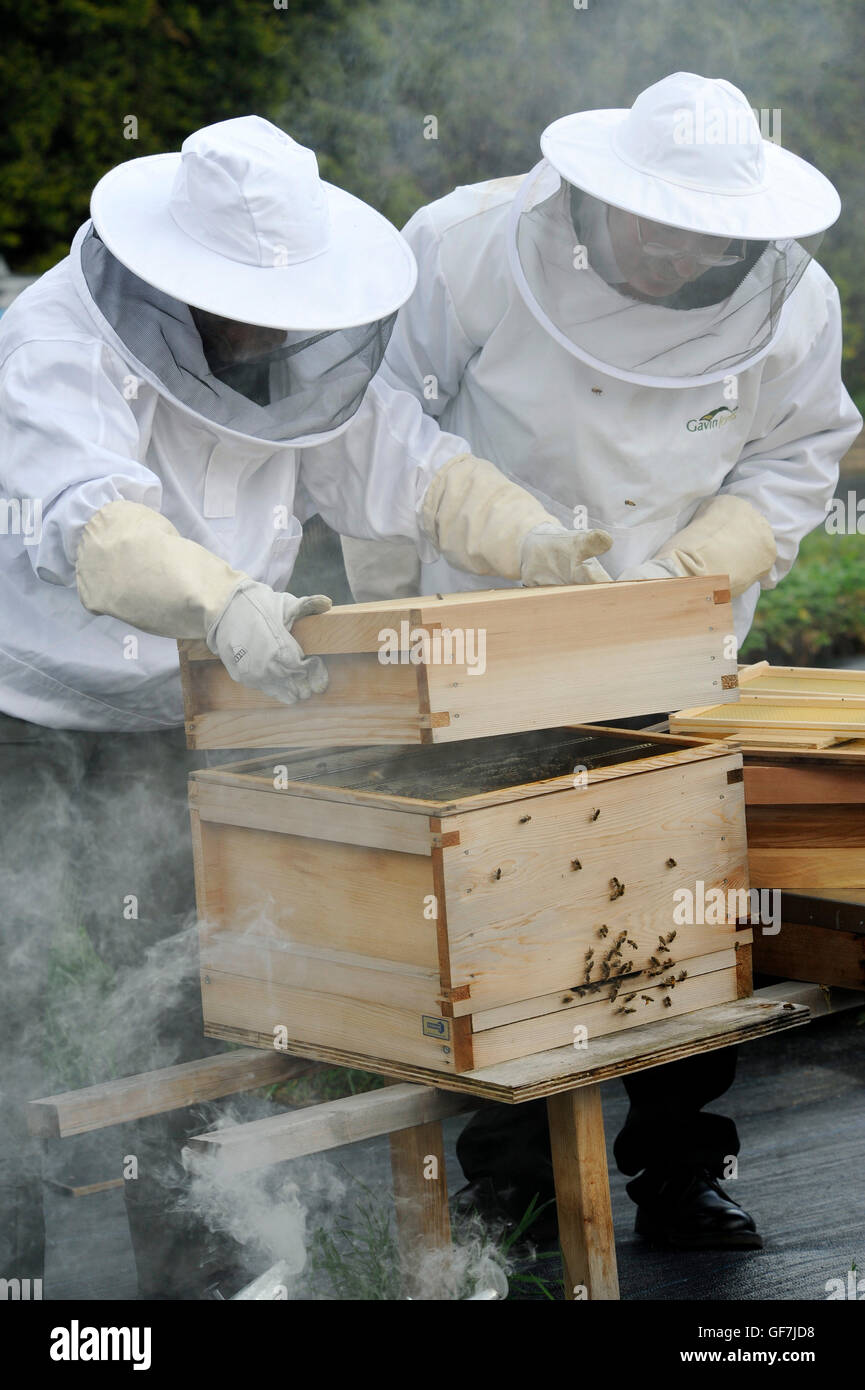 Opening a beehive after smoke Stock Photo - Alamy