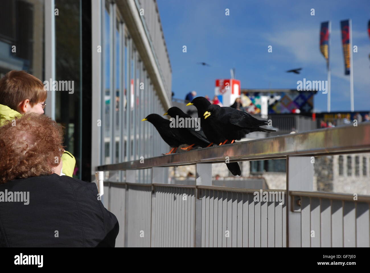 bird watching people Stock Photo - Alamy