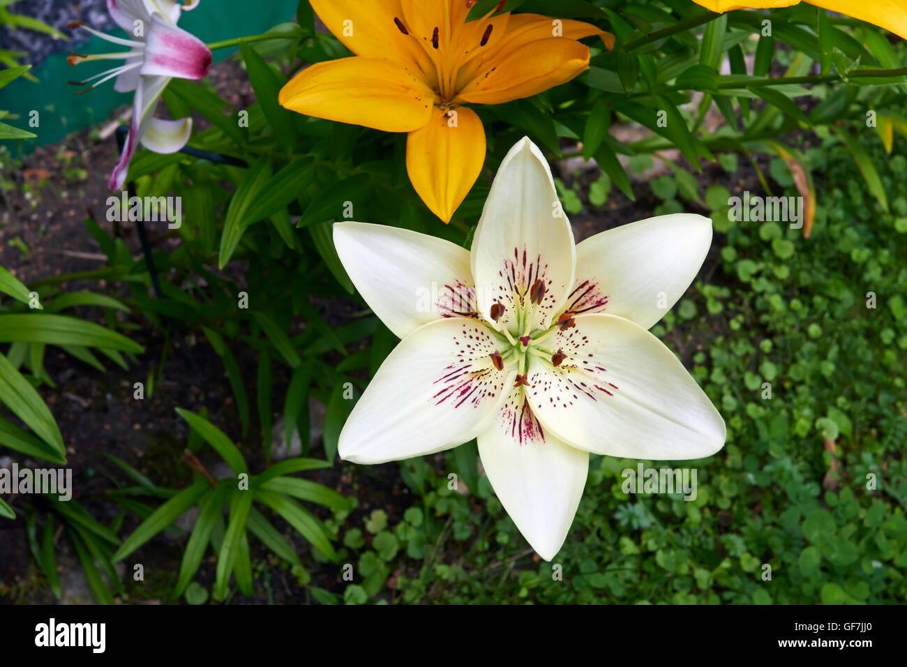 Lilium hybrid hi-res stock photography and images - Alamy