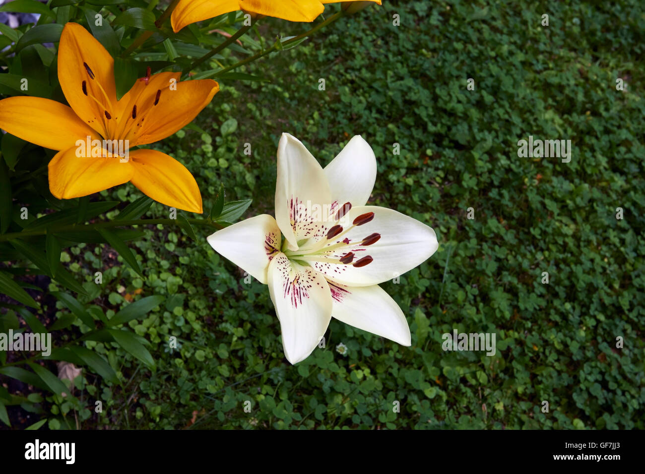 Lilium hybrid hi-res stock photography and images - Alamy