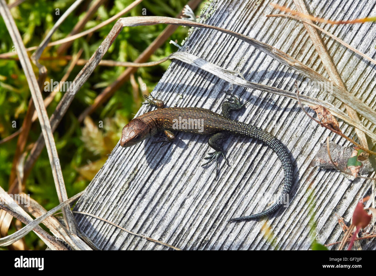 Zootoca vivipara, viviparous lizard Stock Photo - Alamy