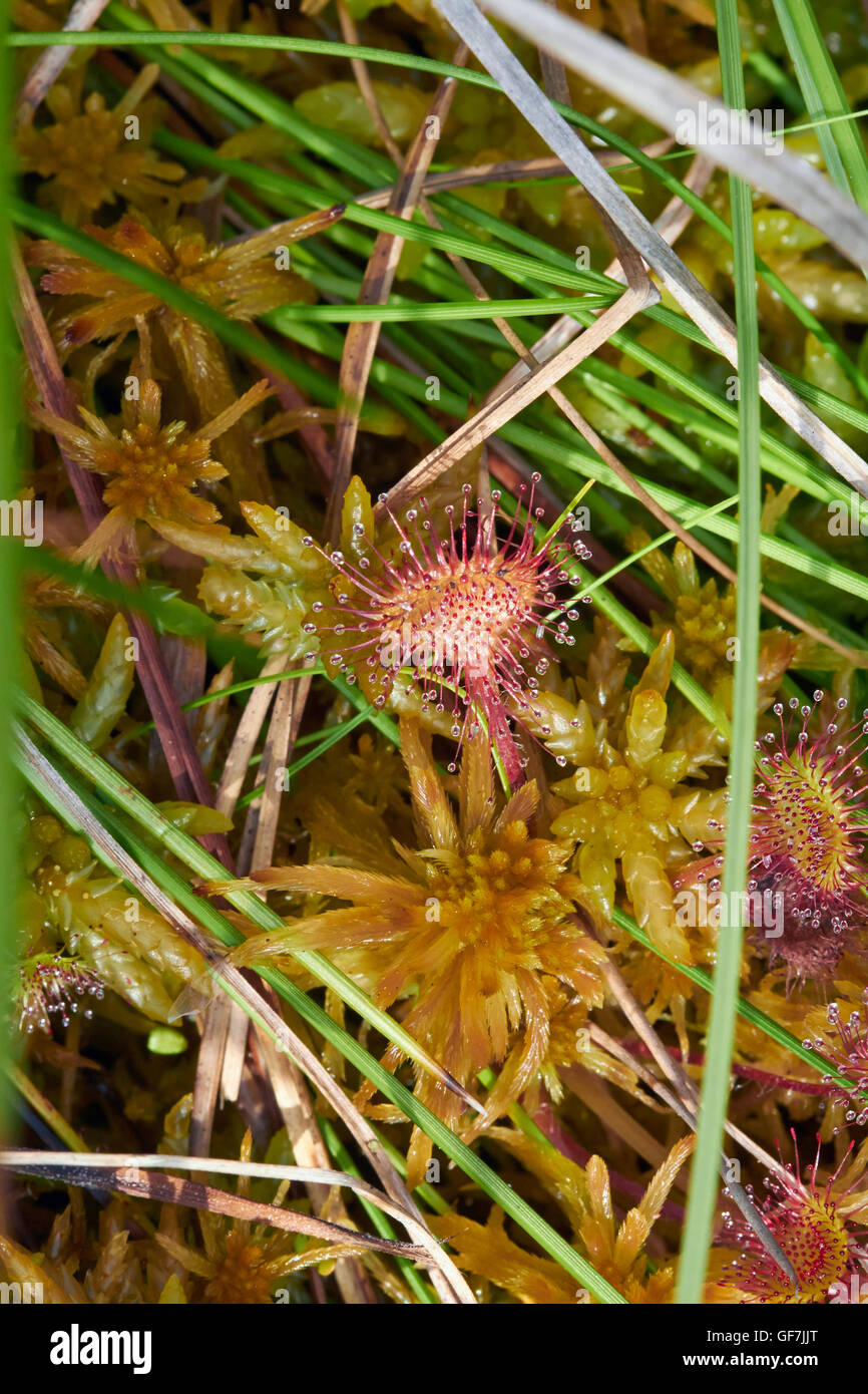 Spatulate leaves hi-res stock photography and images - Alamy