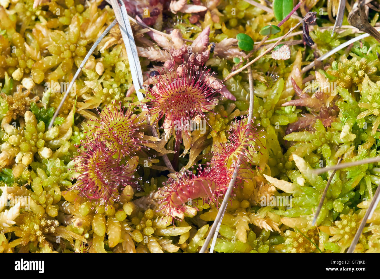Spatulate leaves hi-res stock photography and images - Alamy