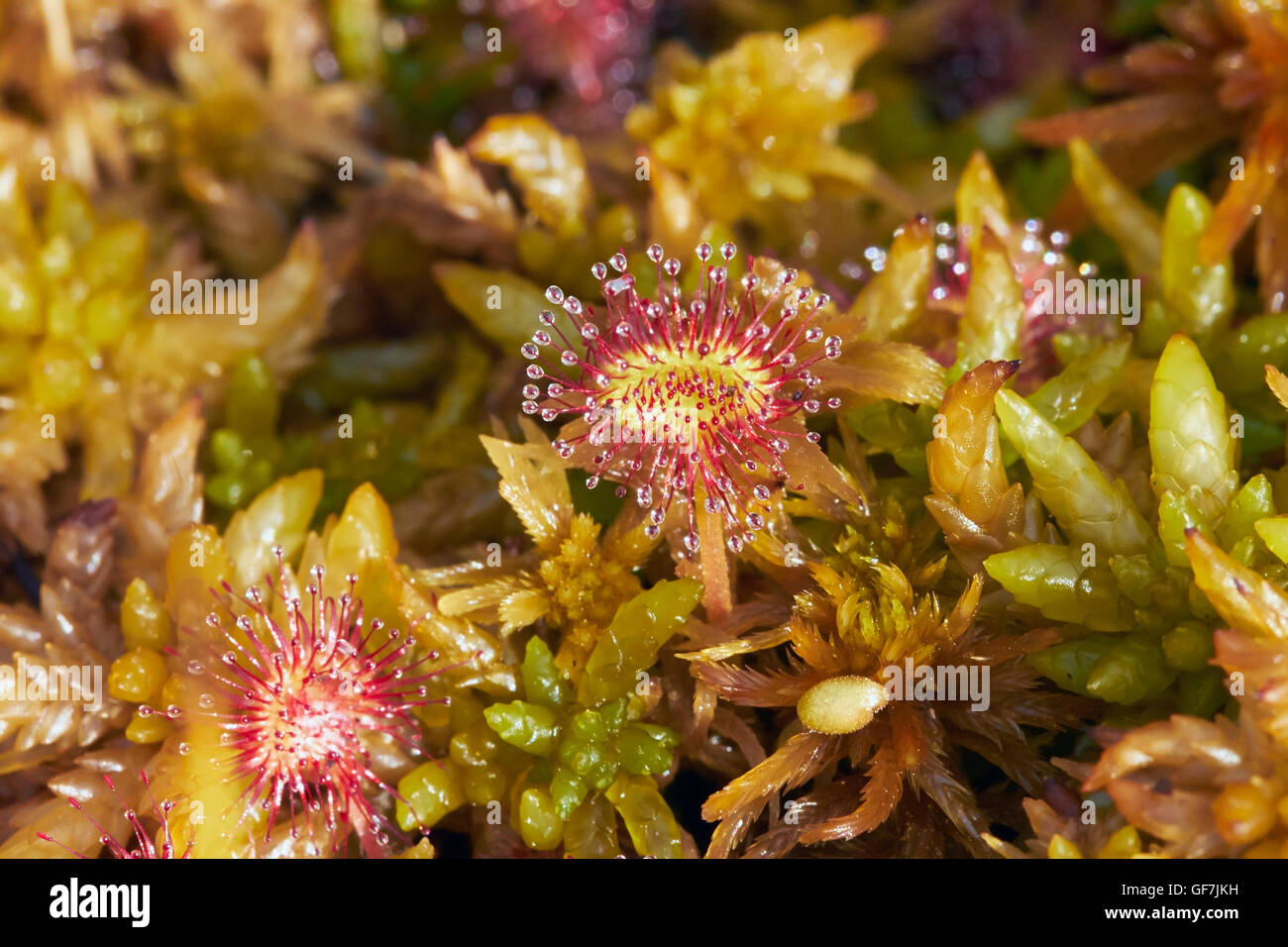 Drosera rotundifolia, common sundew Stock Photo - Alamy