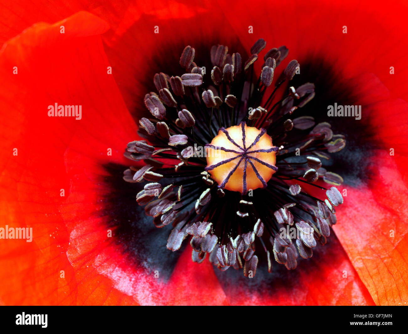 Close up of a red poppy - Italy Stock Photo - Alamy