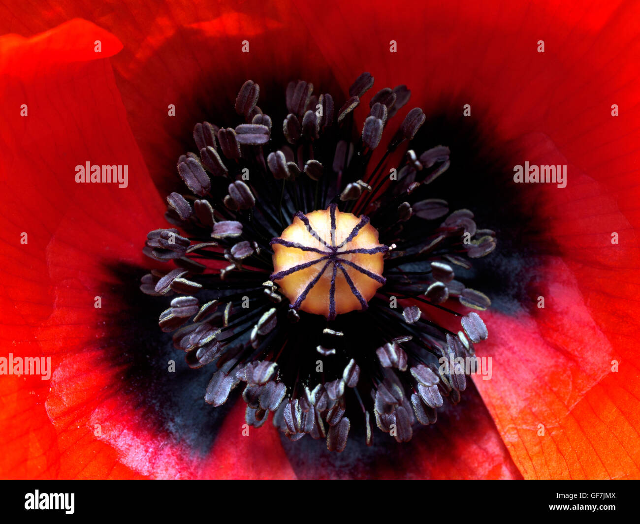 Poppy red close up hi-res stock photography and images - Alamy