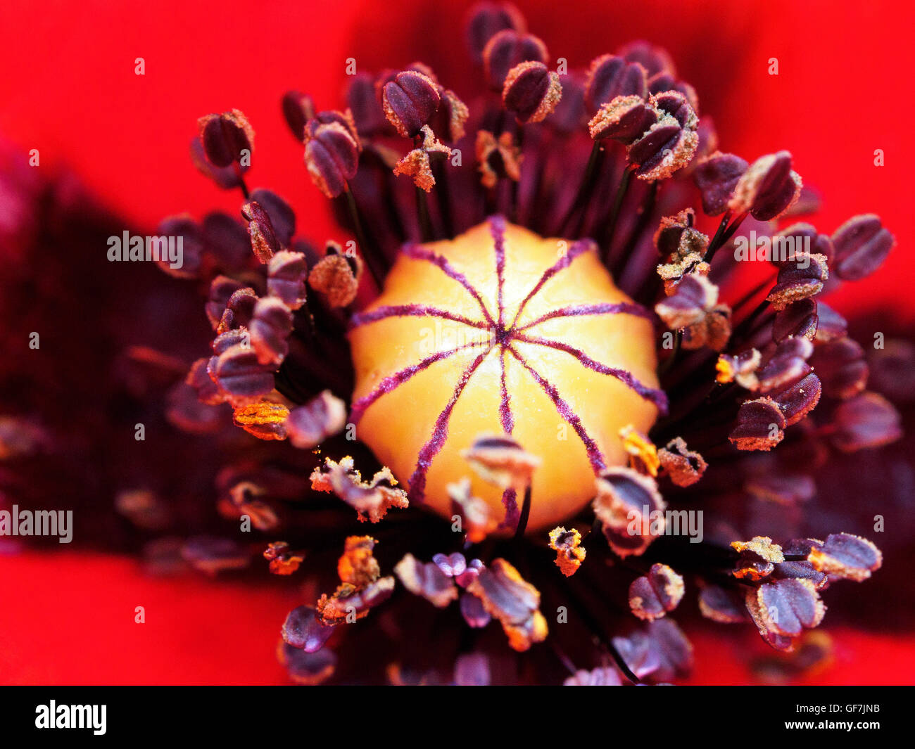 Close up of a red poppy - Italy Stock Photo - Alamy