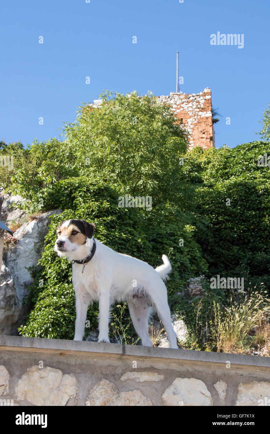 Paw patrol house hi-res stock photography and images - Alamy