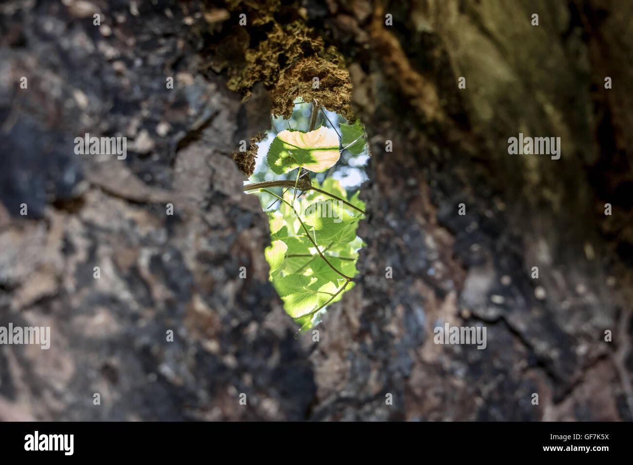 Hollow trunk hi-res stock photography and images - Alamy