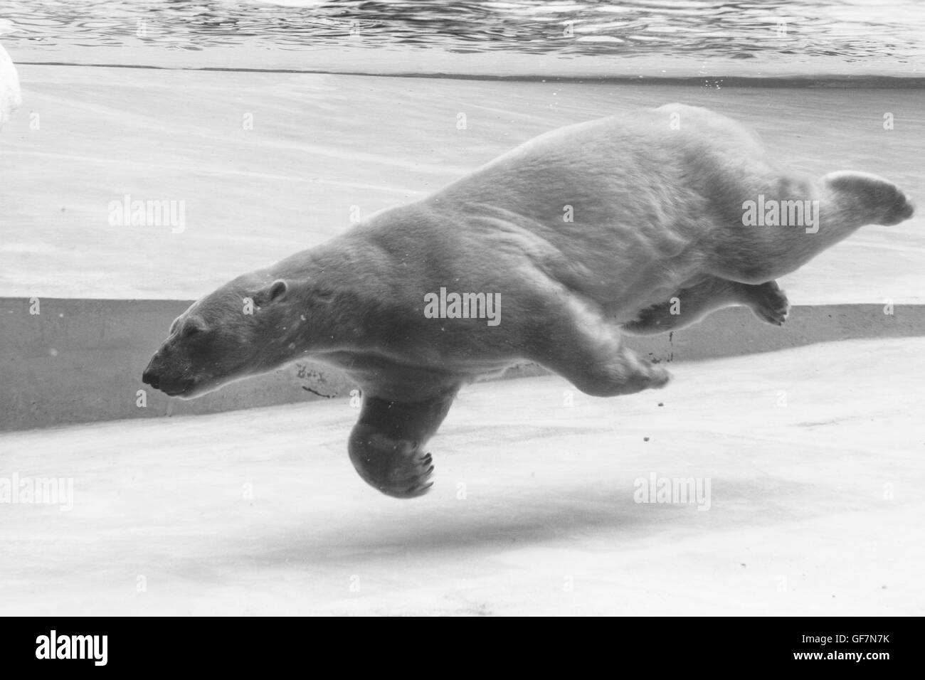 Day diving Black and White Stock Photos & Images - Alamy