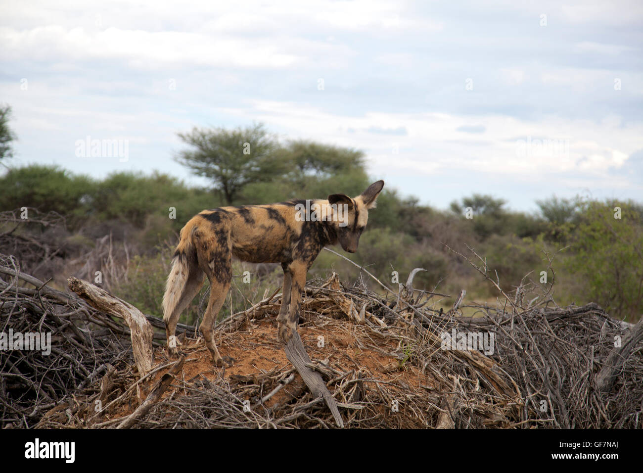 Tracking Wild Dogs at Okonjima Reserve in Namibia Stock Photo - Alamy