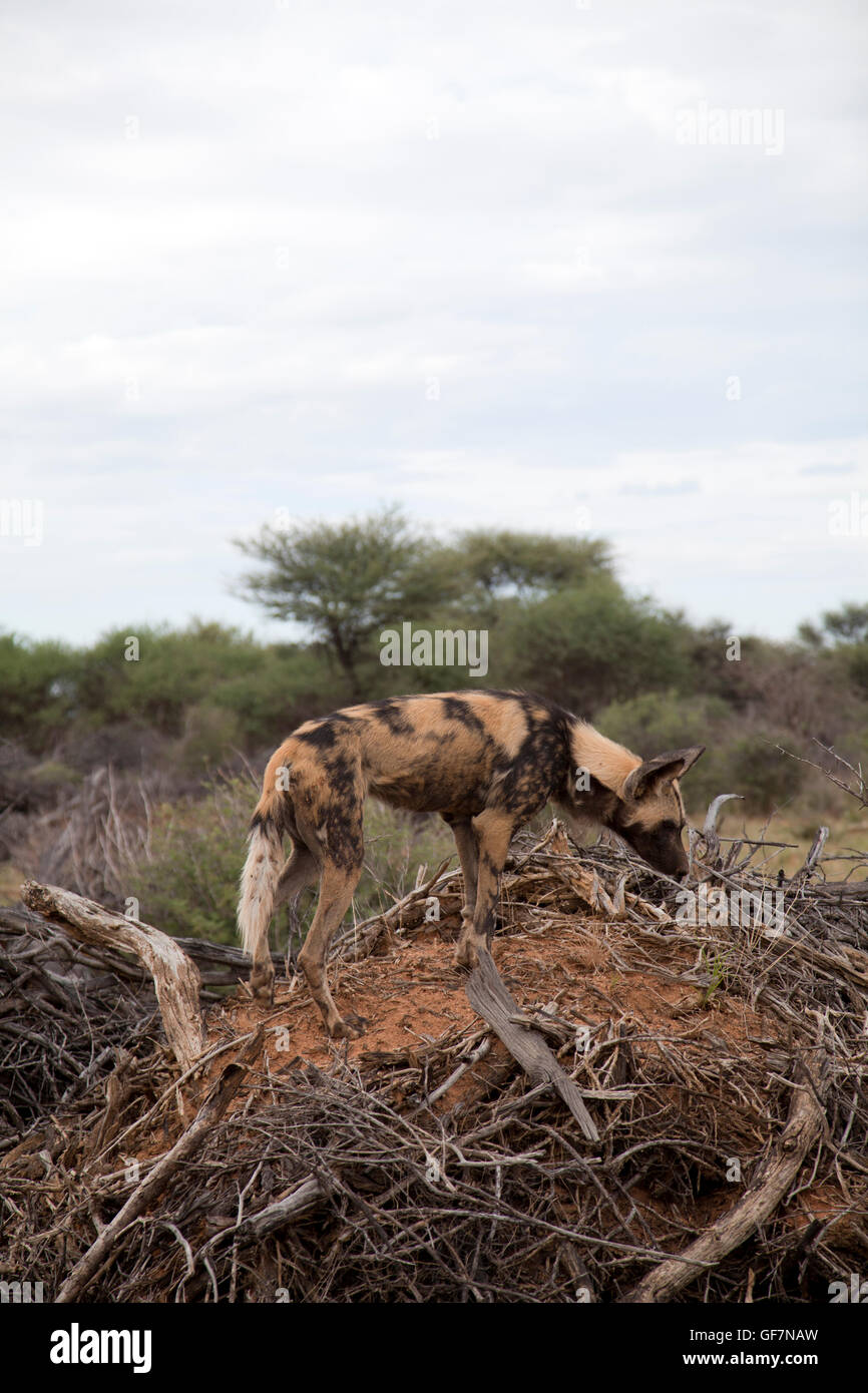 Tracking Wild Dogs at Okonjima Reserve in Namibia Stock Photo - Alamy