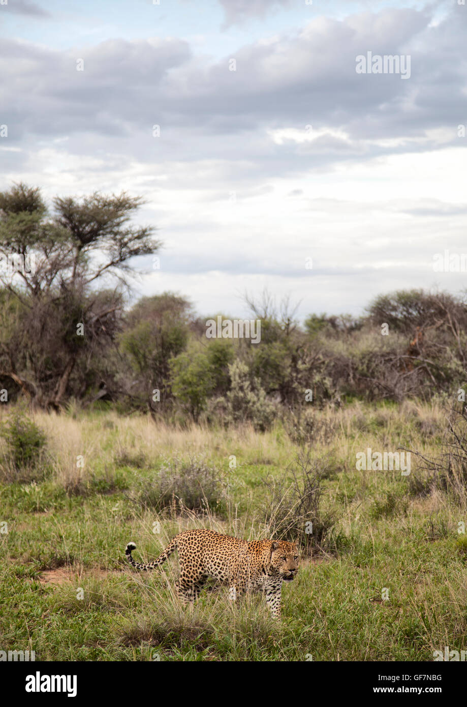 Tracking Cheetah at Okonjima Reserve in Namibia Stock Photo - Alamy
