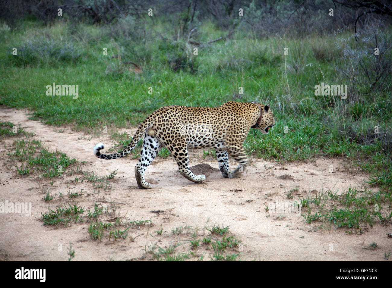 Tracking Cheetah at Okonjima Reserve in Namibia Stock Photo - Alamy