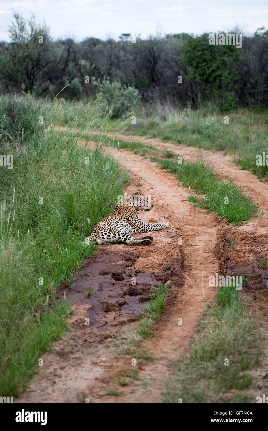 Tracking Cheetah at Okonjima Reserve in Namibia Stock Photo - Alamy