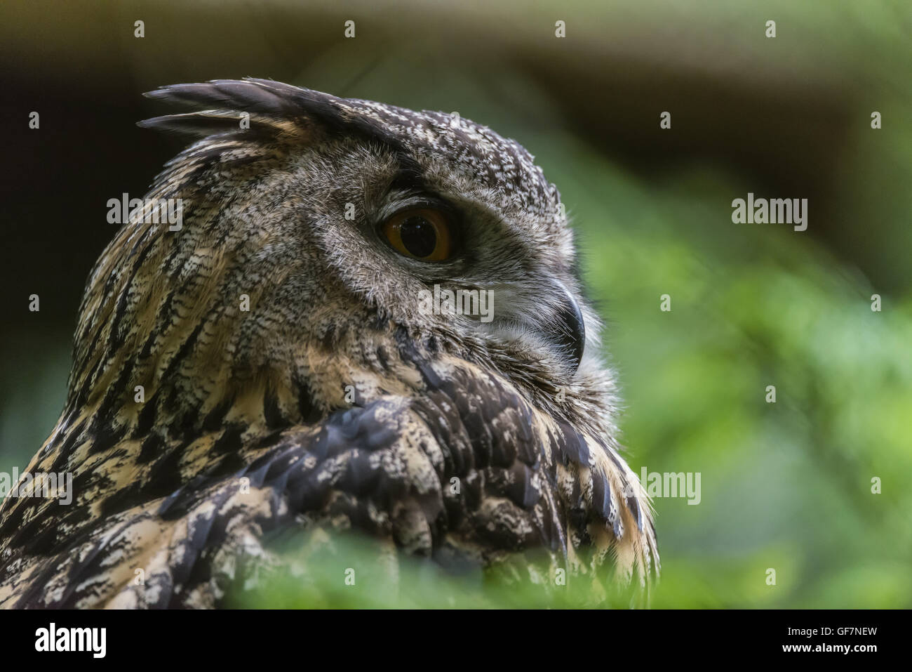 Side profile of owl hi-res stock photography and images - Alamy
