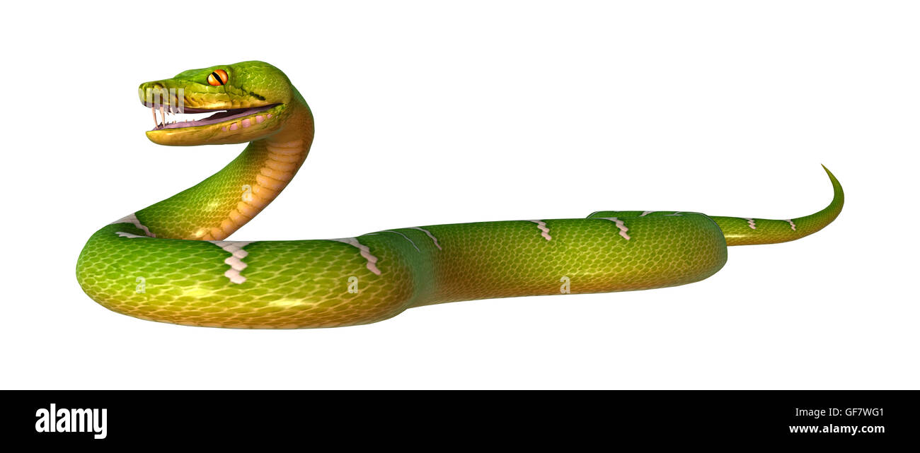 3D rendering of a Morelia viridis, or green tree python, or ...
