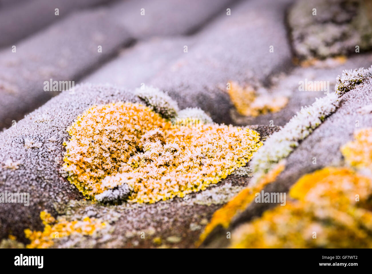 Frozen lichen hi-res stock photography and images - Alamy