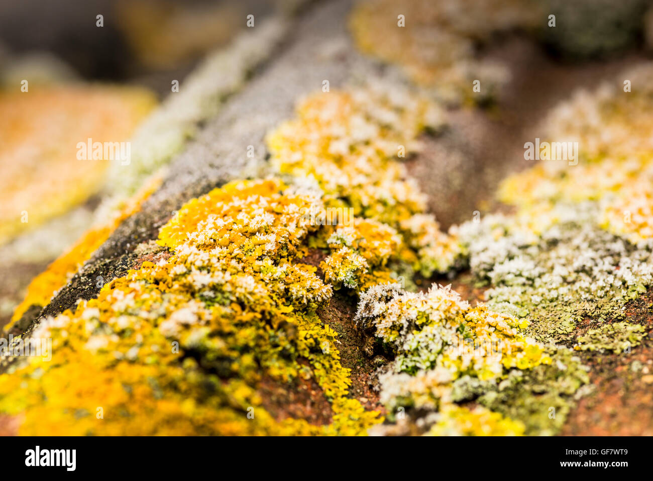 Frozen lichen hi-res stock photography and images - Alamy