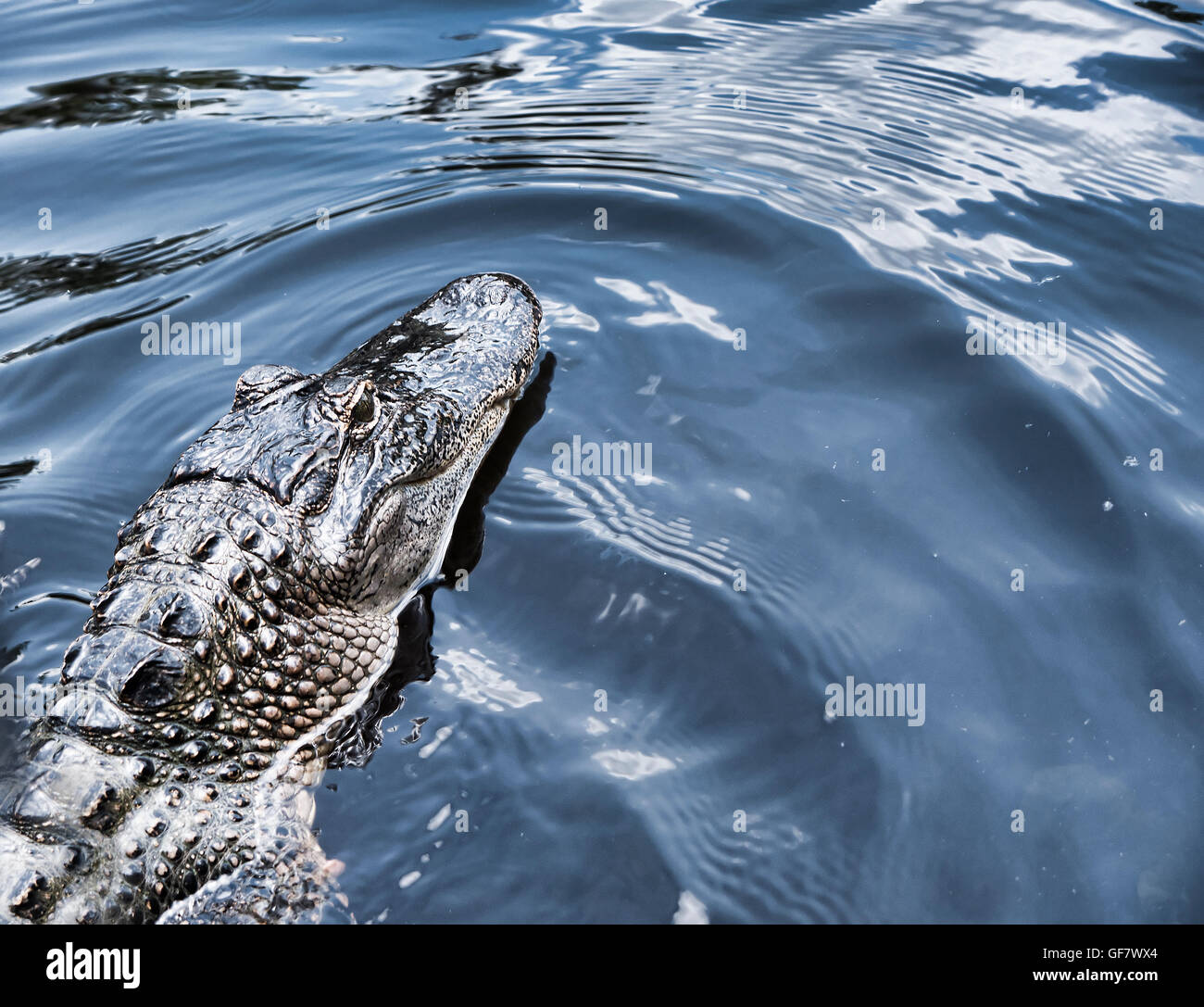 Alligator on a swamp boat tour of the Bayous outside of New Orleans in ...