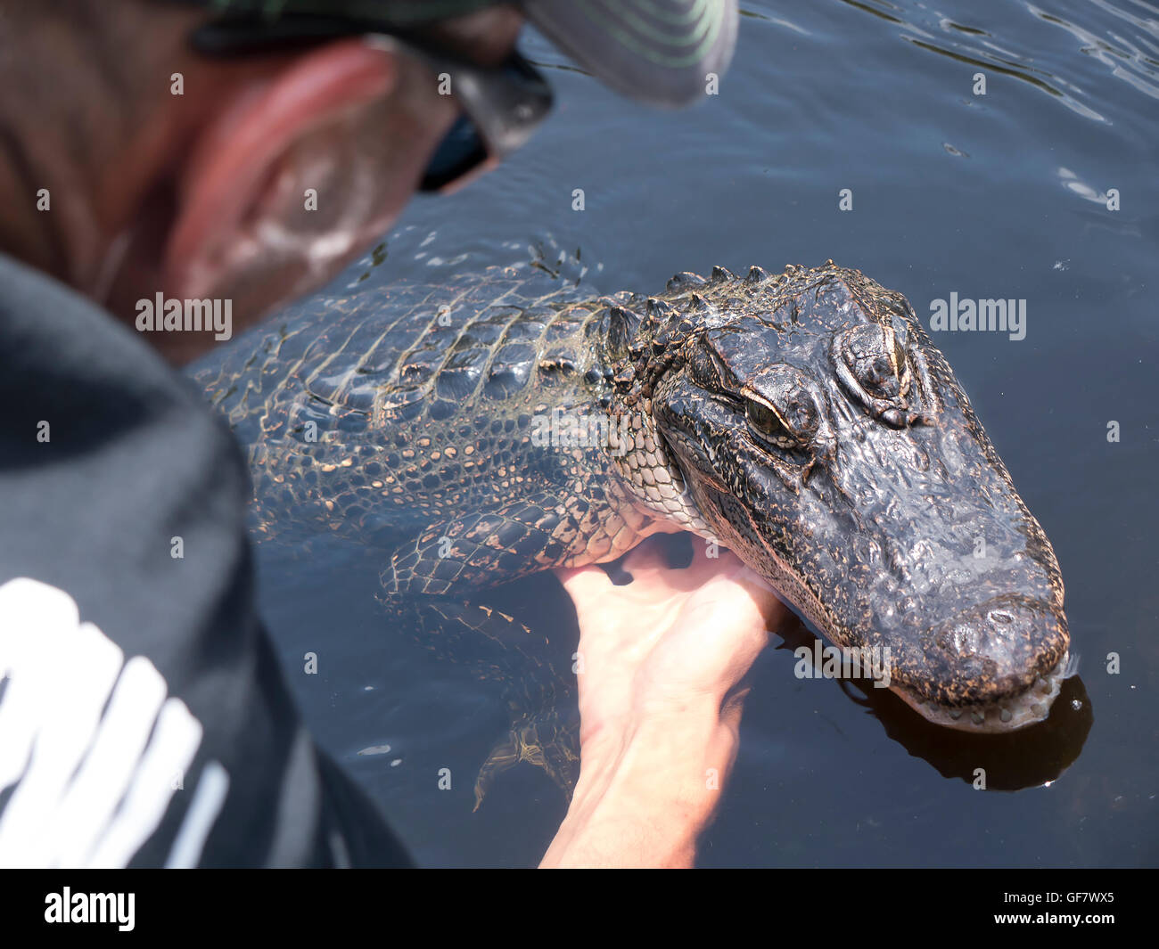Alligator on a swamp boat tour of the Bayous outside of New Orleans in ...