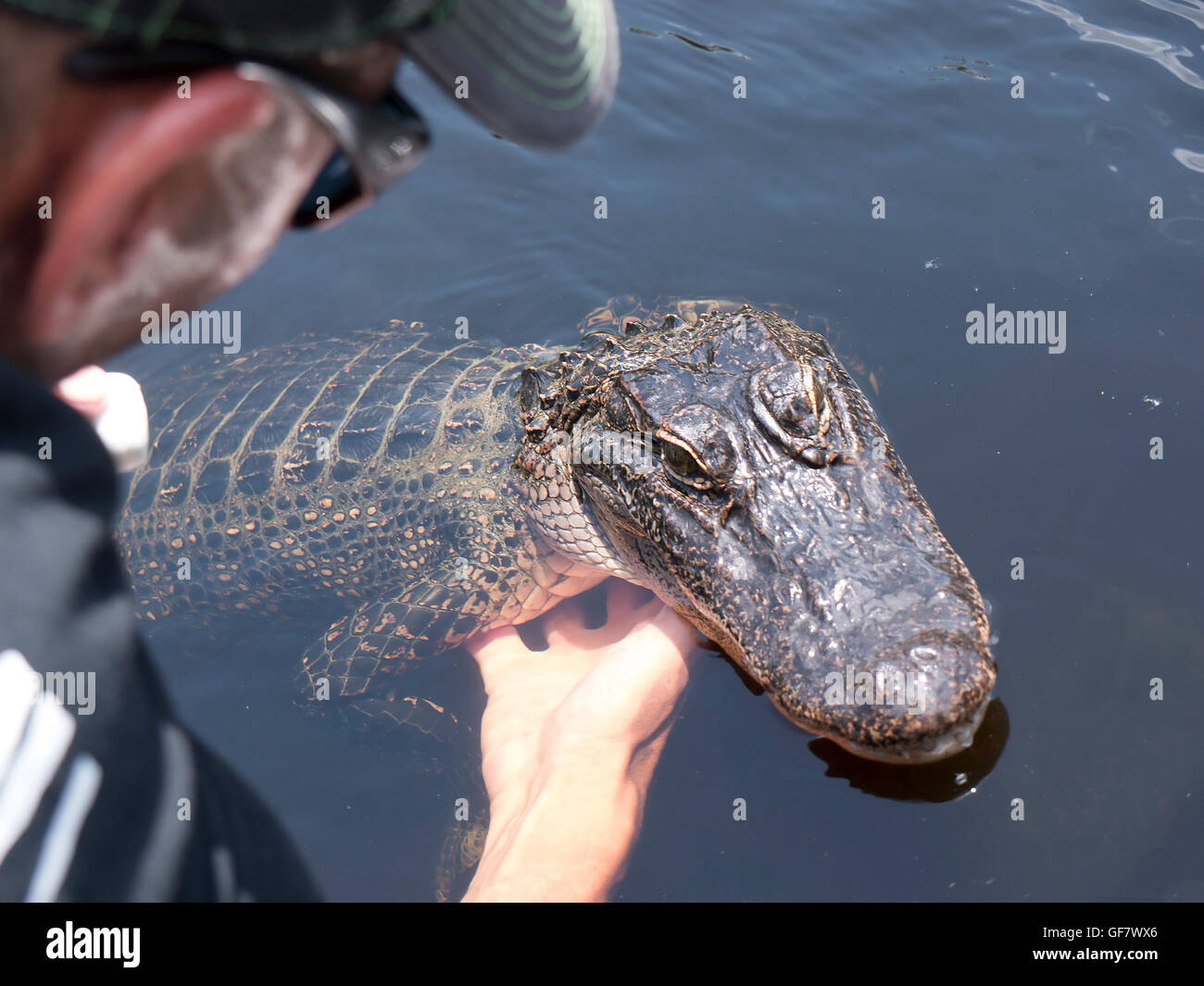 Alligator on a swamp boat tour of the Bayous outside of New Orleans in ...