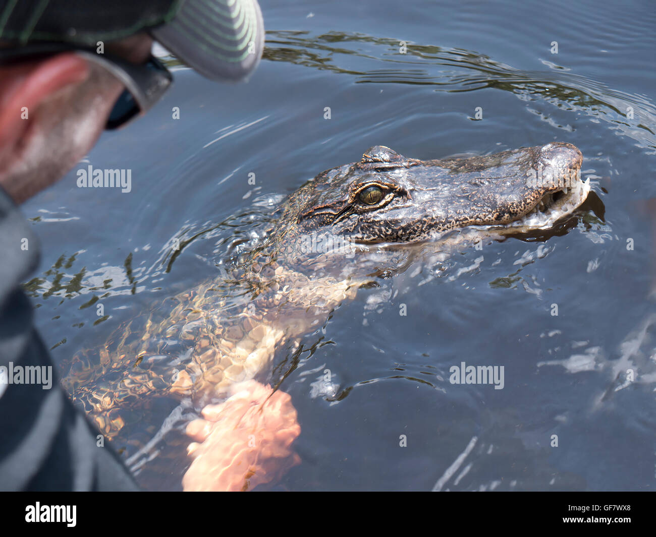 Swamp Alligator From Lafitte: Swamp Tours South Of New Orleans By