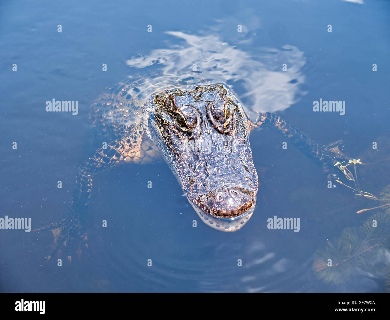 Alligator on a swamp boat tour of the Bayous outside of New Orleans in ...