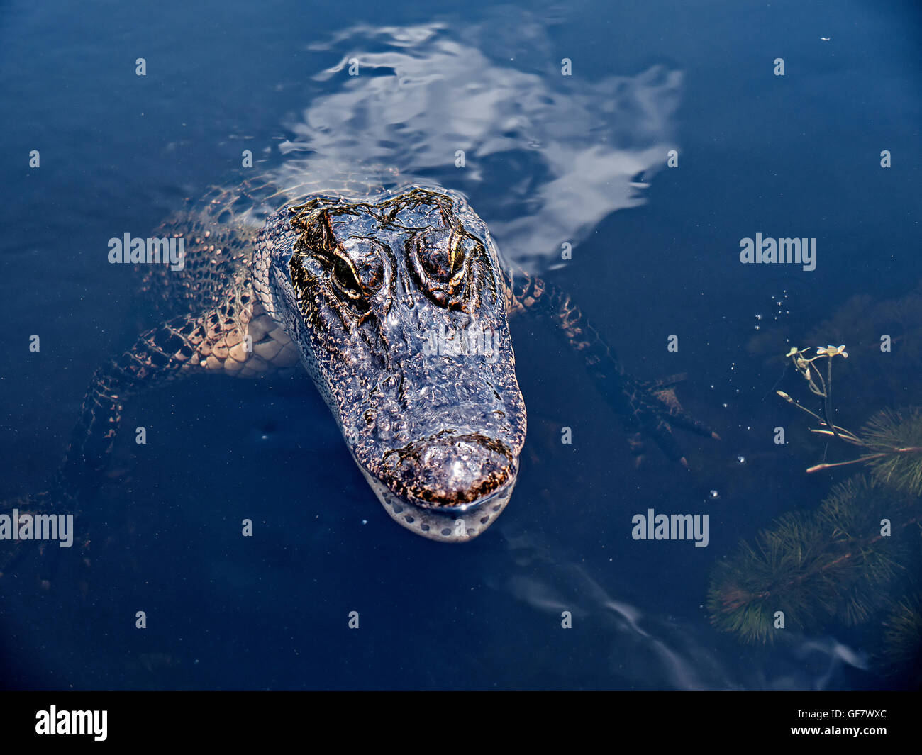 Alligator On A Swamp Boat Tour Of The Bayous Outside Of New Orleans In