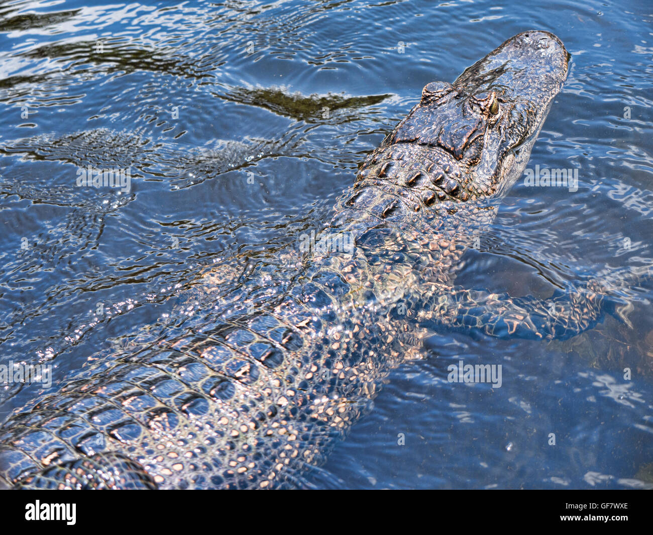 Alligator on a swamp boat tour of the Bayous outside of New Orleans in ...