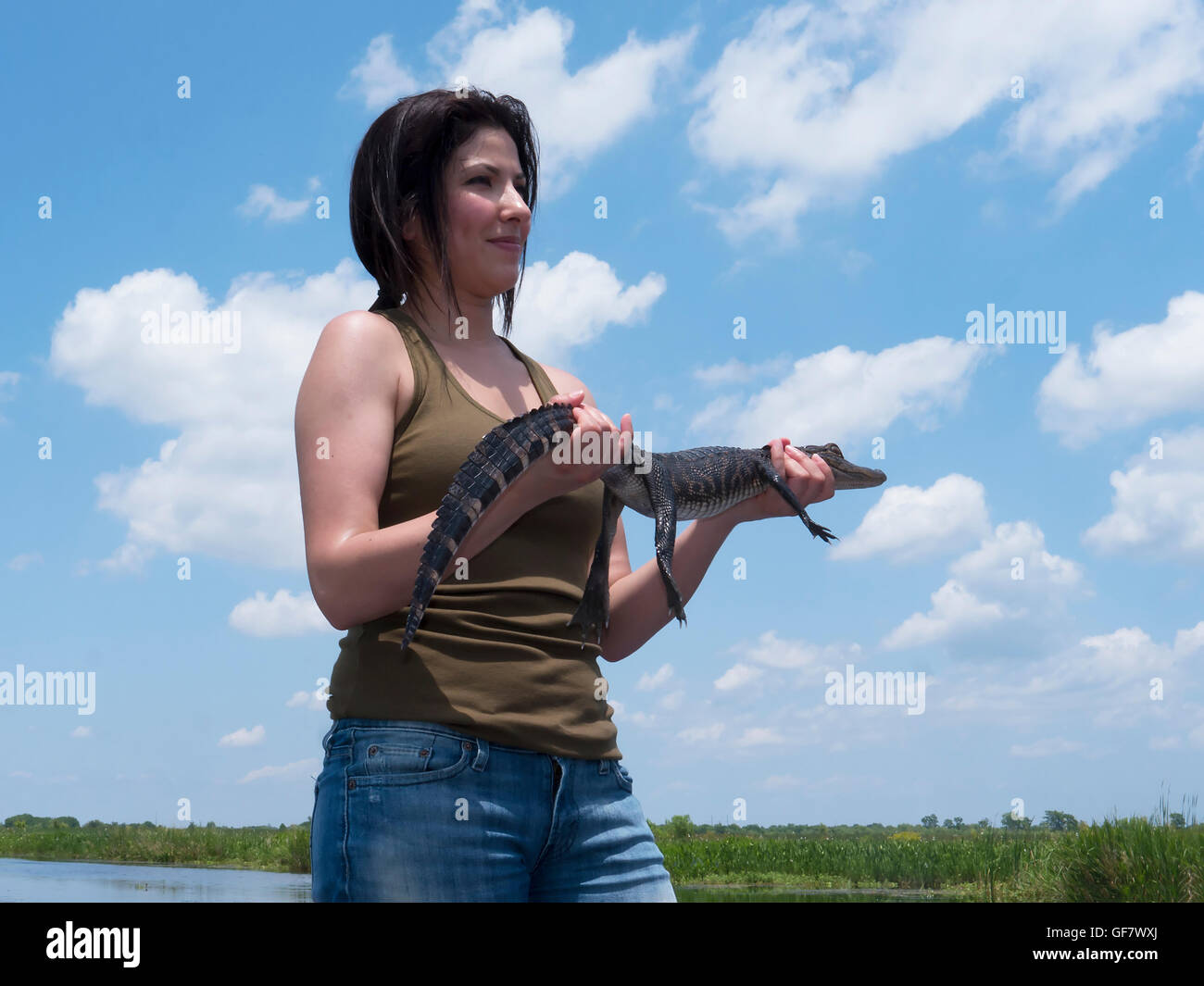 Alligator on a swamp boat tour of the Bayous outside of New Orleans in ...