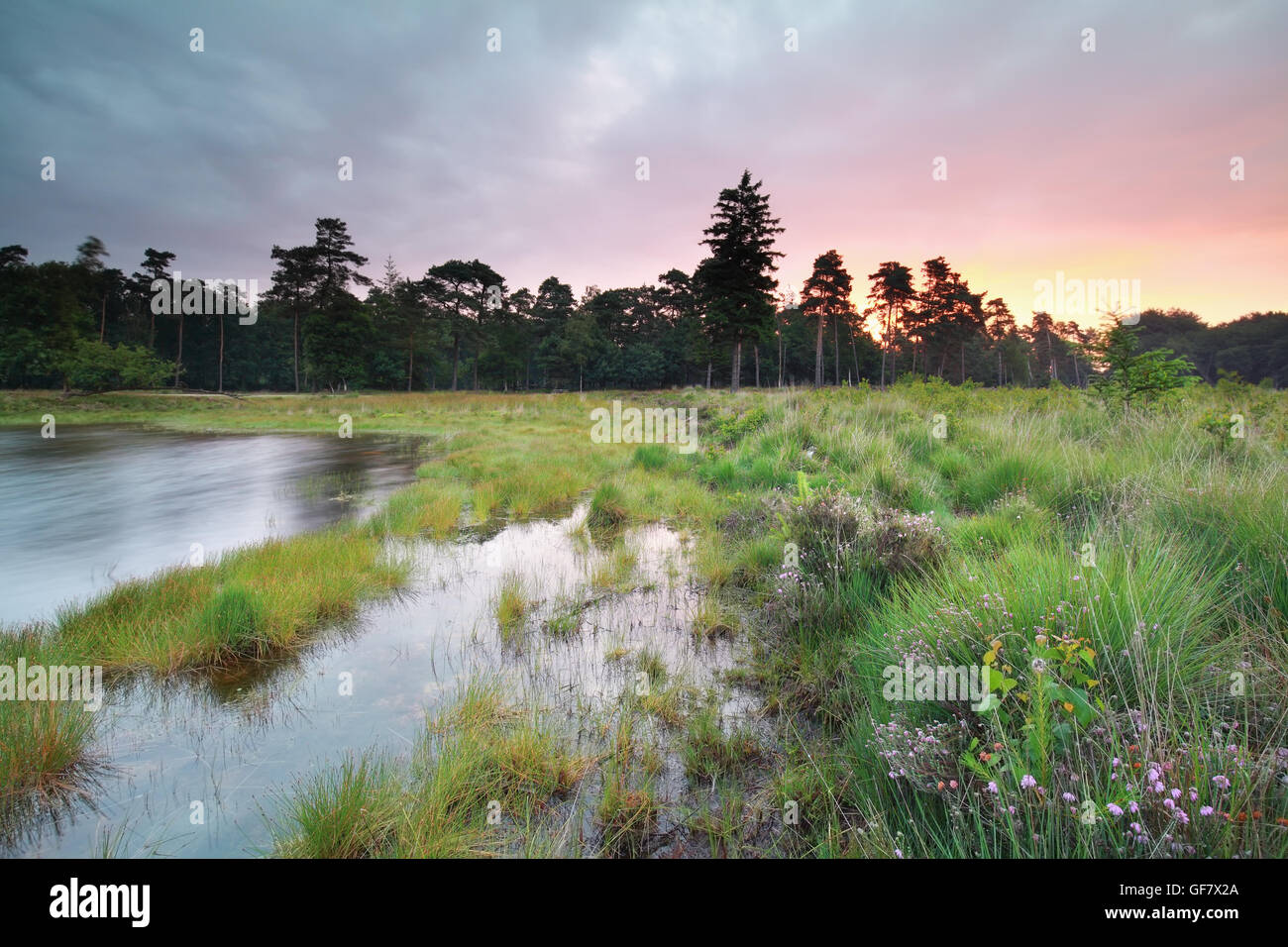 rainy sunrise over forest lake in summer Stock Photo - Alamy