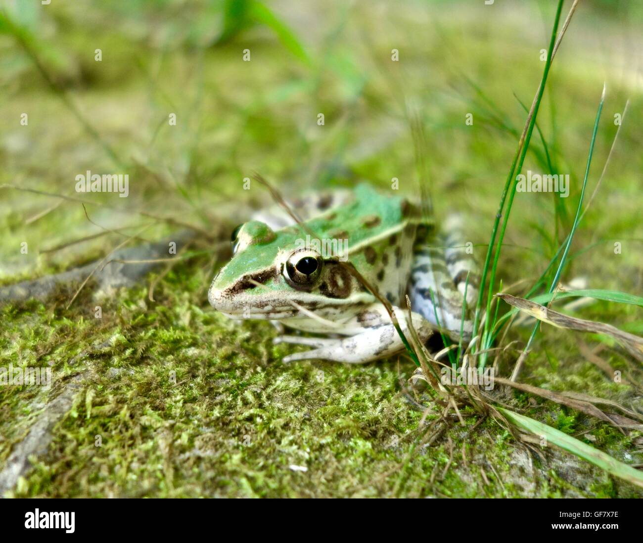 Bullfrog bull hi-res stock photography and images - Alamy