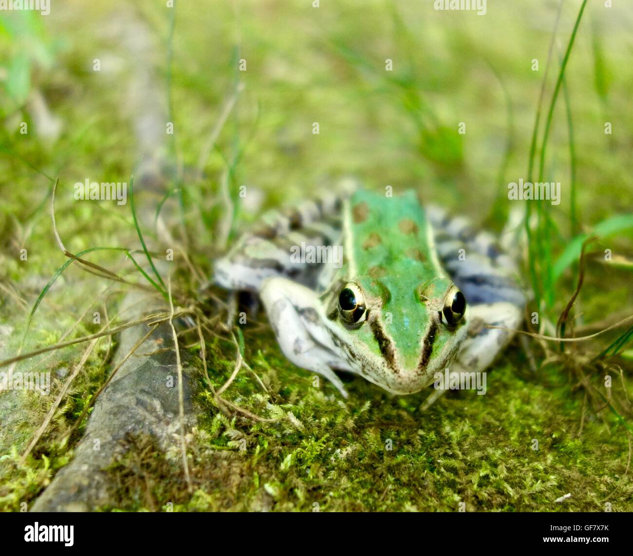 Bull Frog In Swamp High Resolution Stock Photography and Images - Alamy