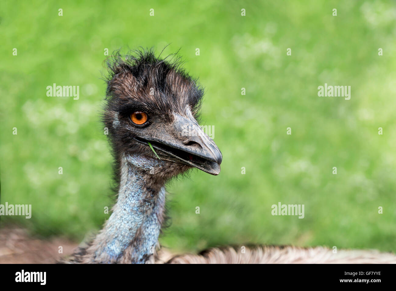 A curious Emu posing for a photo at the Toronto Zoo, Canada Stock Photo ...