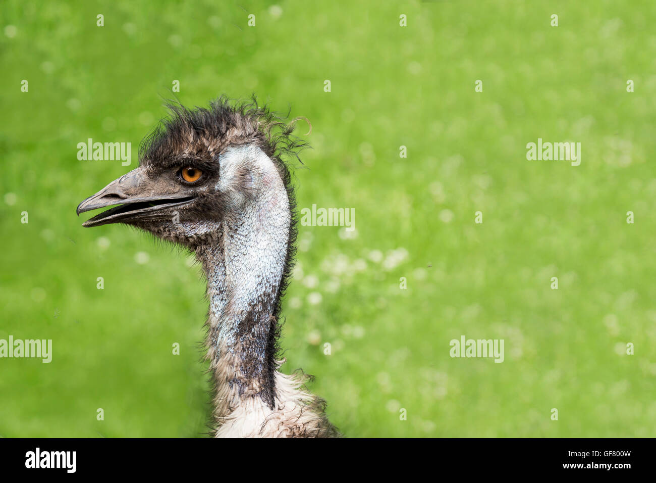 Emu closeup hi-res stock photography and images - Alamy