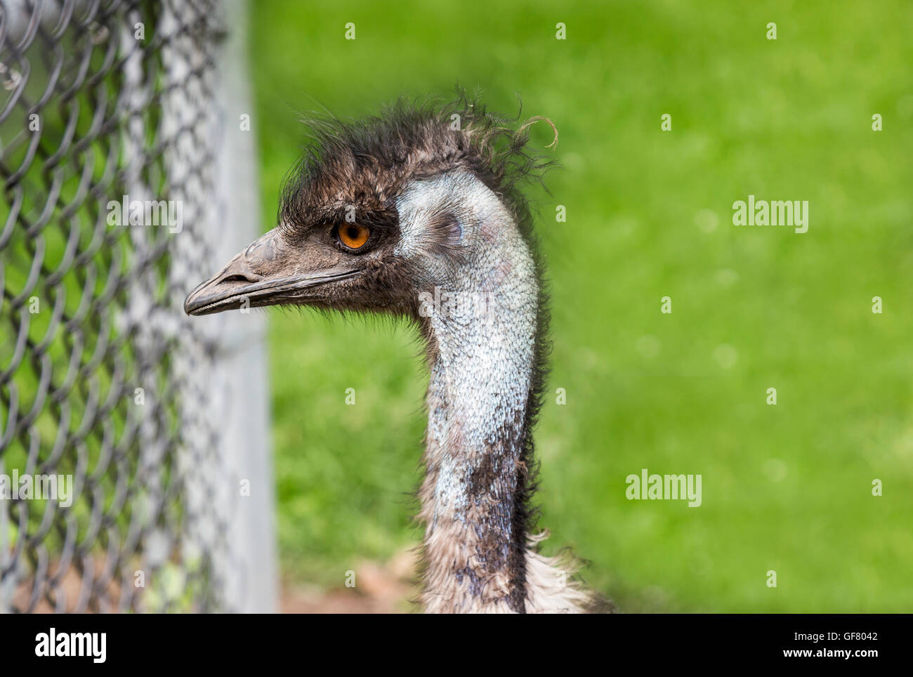 Emu closeup hi-res stock photography and images - Alamy