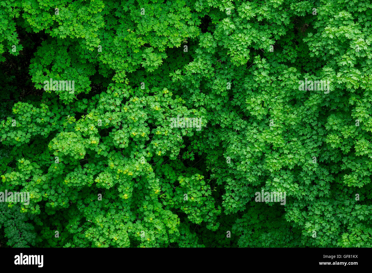 Canada maple forest hi-res stock photography and images - Alamy