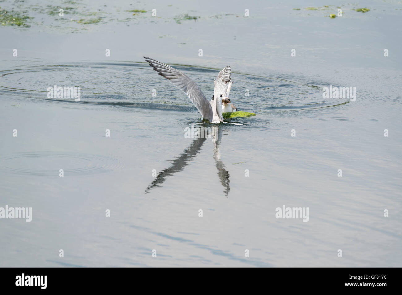 A Common Tern adult and fledgling fighting over a large fish Stock ...