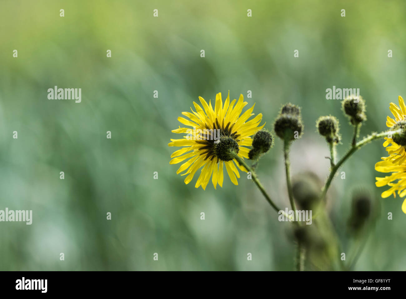 Underside of a flower of the Beaked Hawksbeard (Crepis vesicaria Stock ...