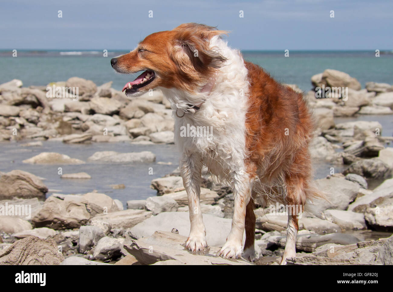 portrait photograph of fluffy red and white collie dog at a beach in ...