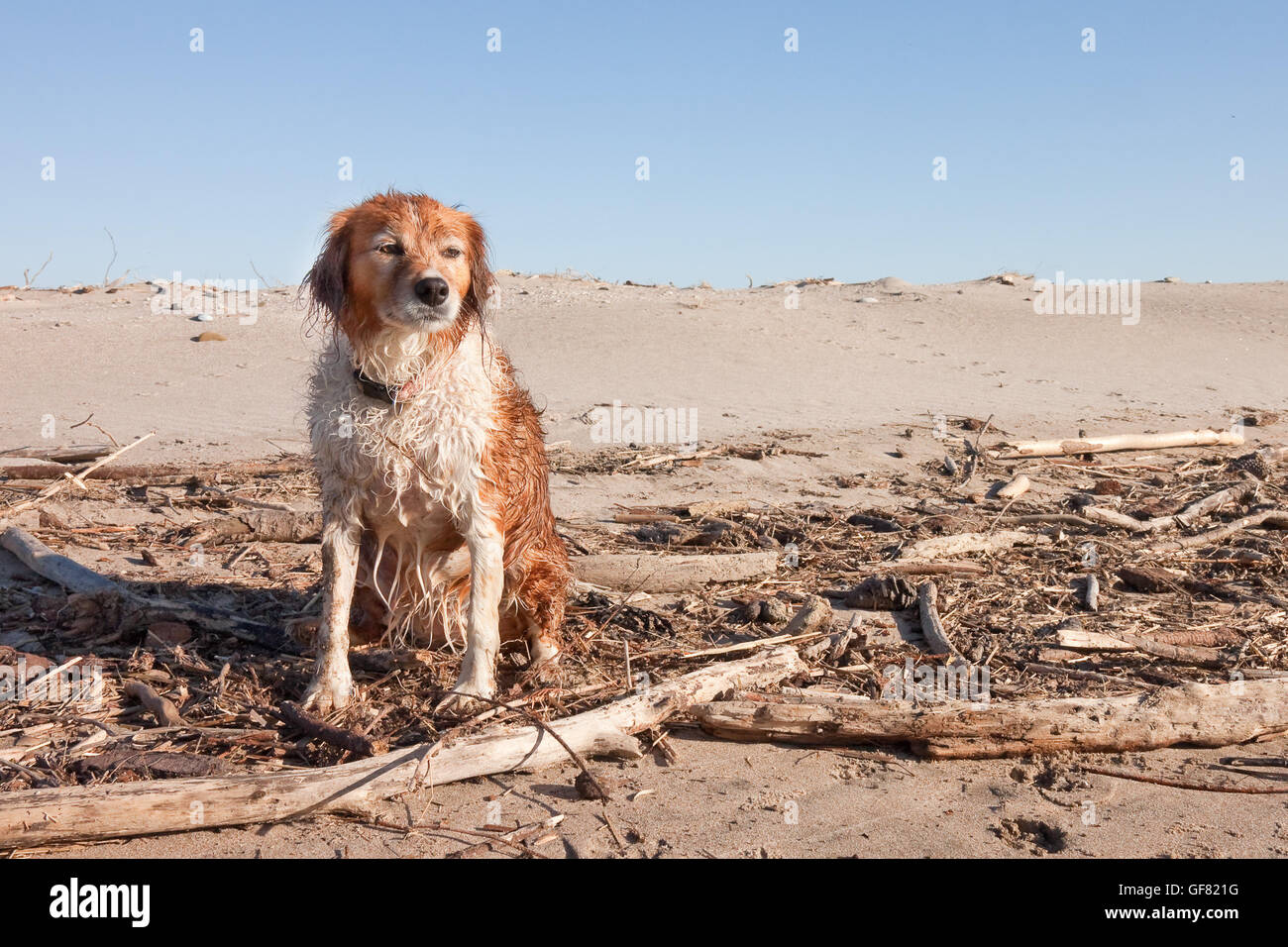 portrait photograph of fluffy red and white collie dog at a beach in ...