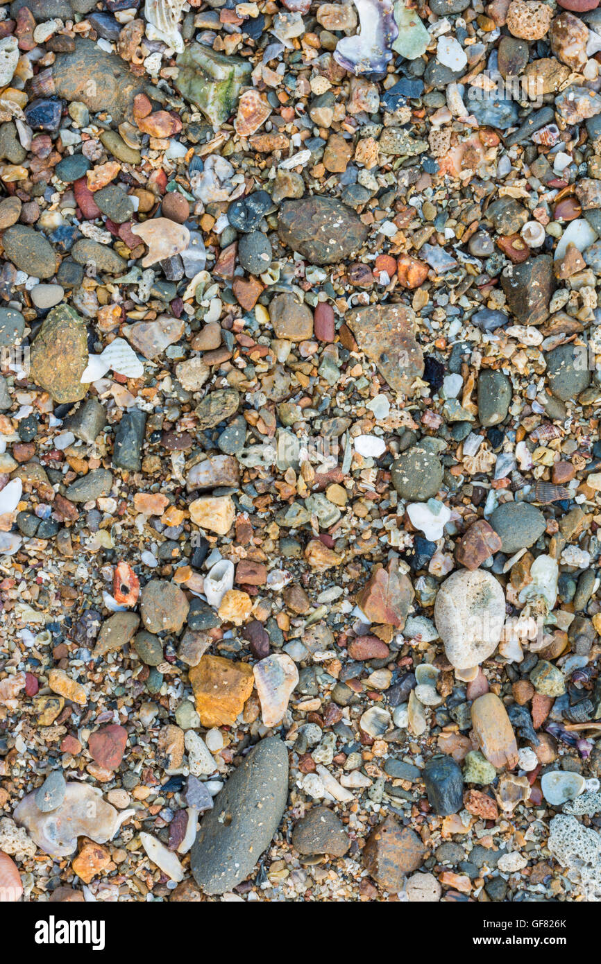 Abstract group of Shell texture background Stock Photo - Alamy