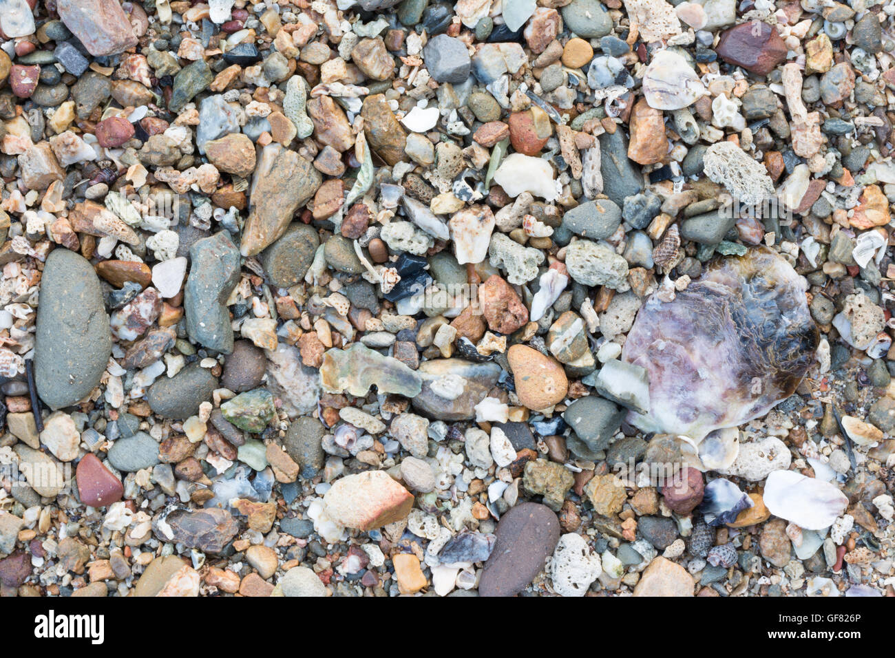 Abstract group of Shell texture background Stock Photo - Alamy