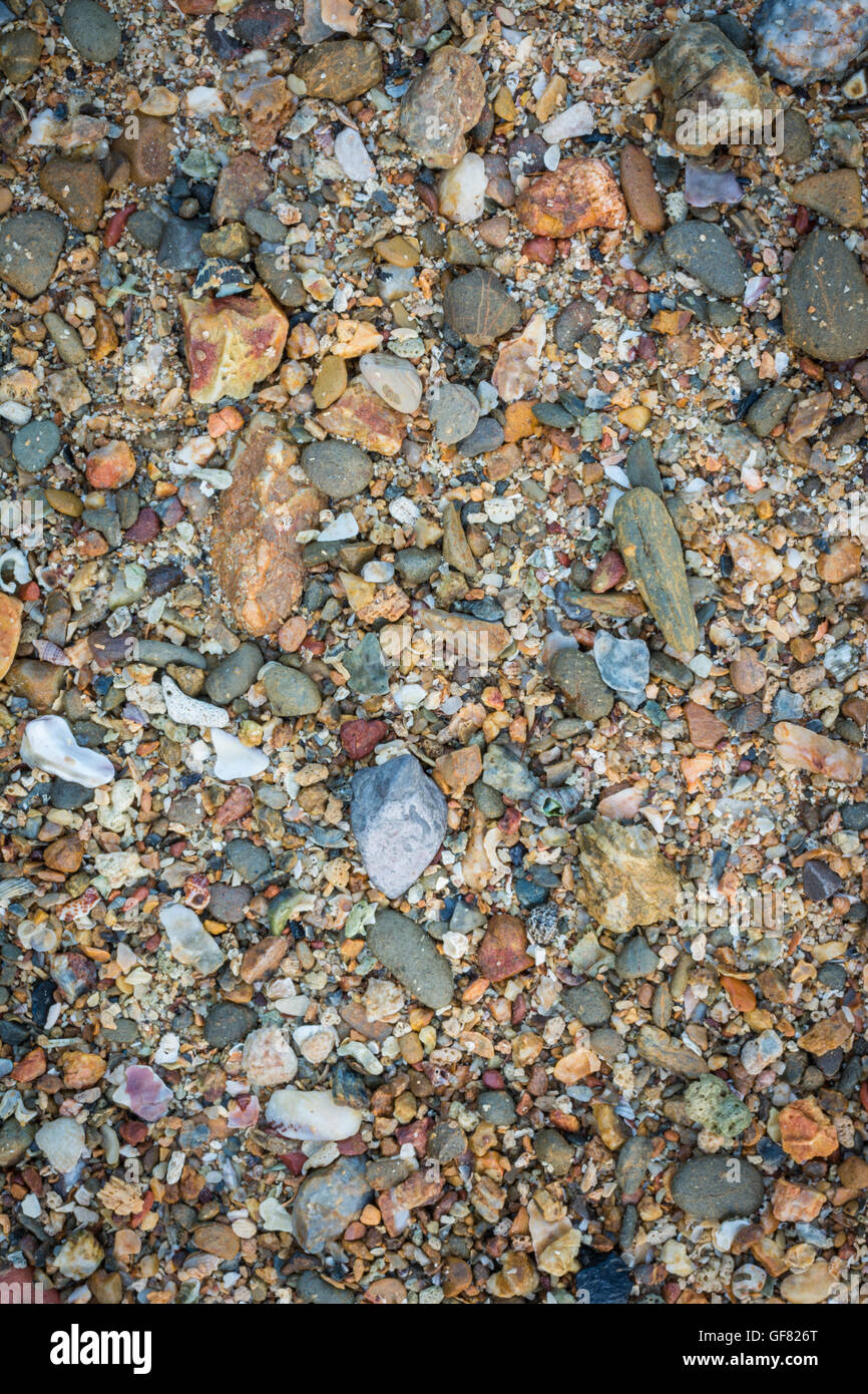 Abstract group of Shell texture background Stock Photo - Alamy