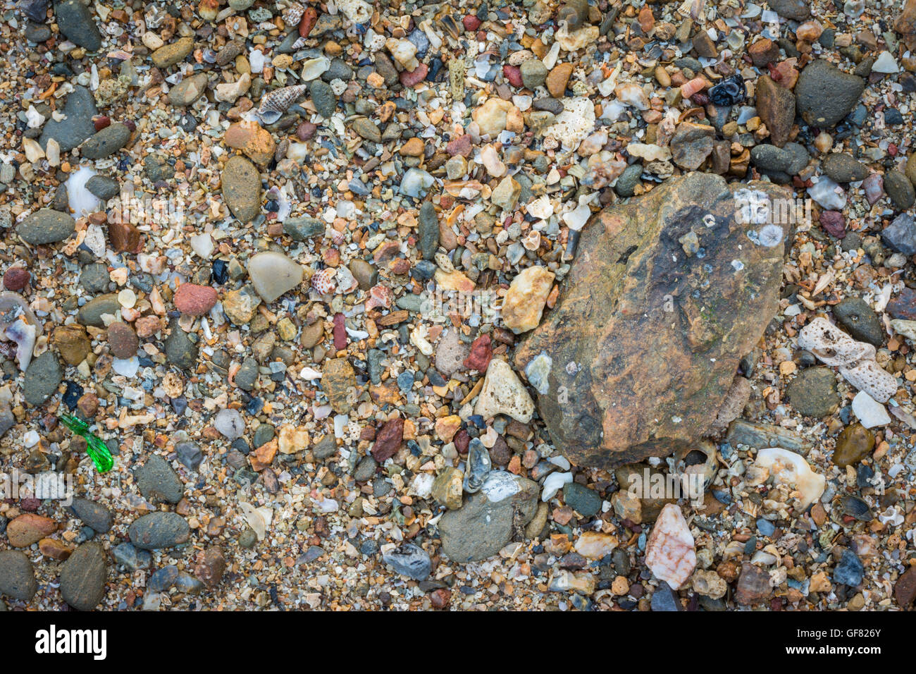 Seashell at turtle beach hi-res stock photography and images - Alamy