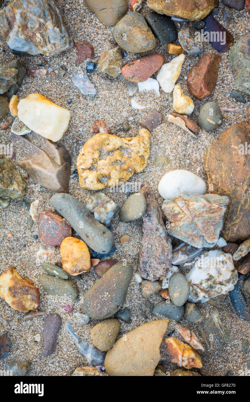 Abstract group of Shell texture background Stock Photo - Alamy