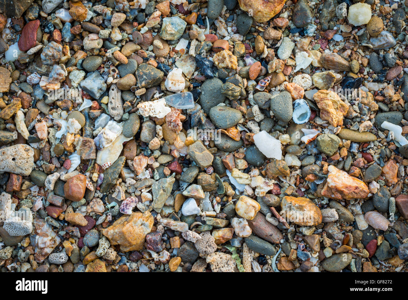 Abstract group of Shell texture background Stock Photo - Alamy