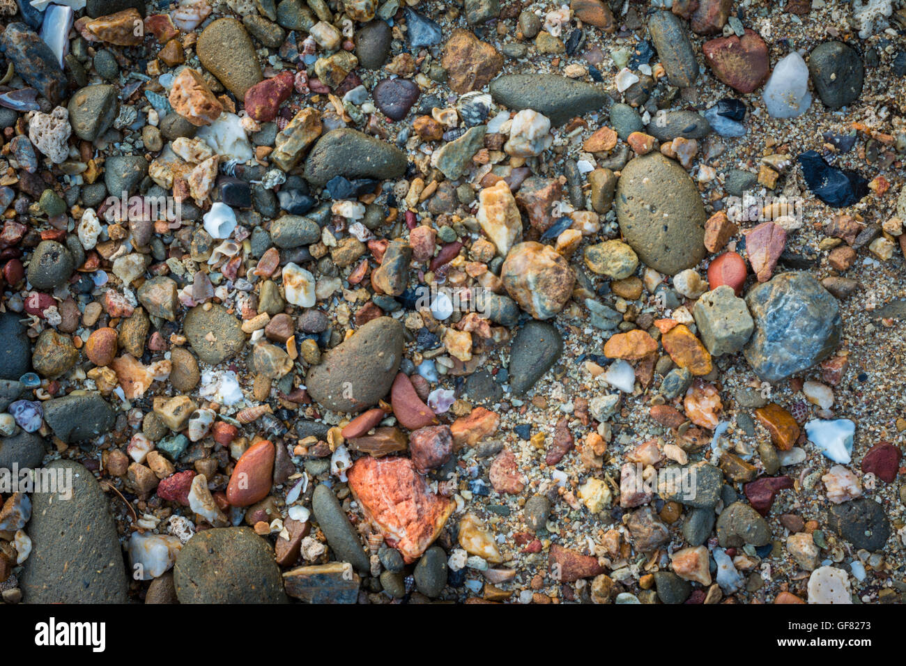 Abstract group of Shell texture background Stock Photo - Alamy