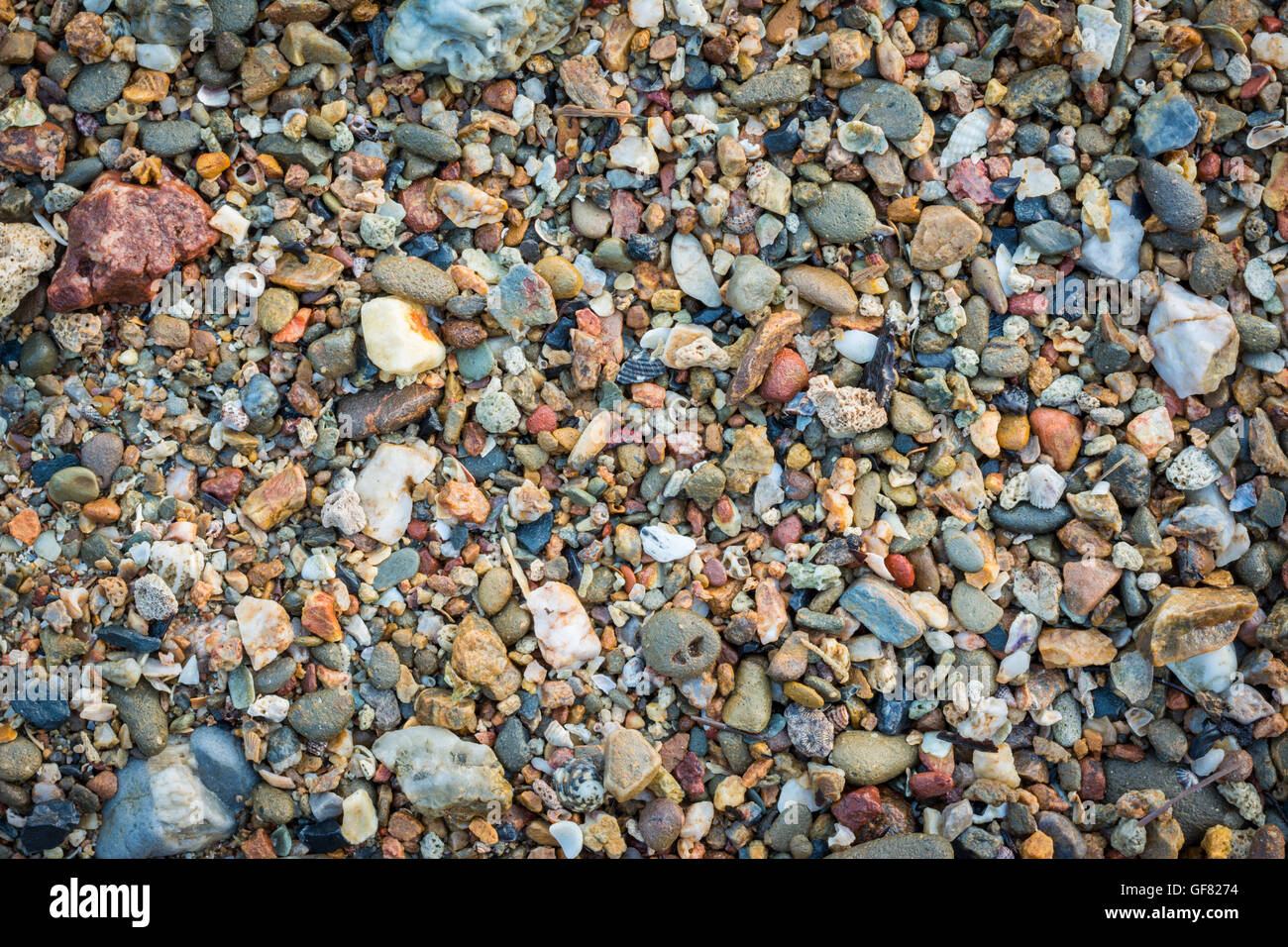 Abstract group of Shell texture background Stock Photo - Alamy
